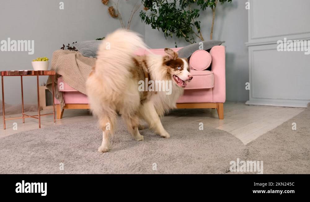 Roll tail Stock Videos & Footage - HD and 4K Video Clips - Alamy