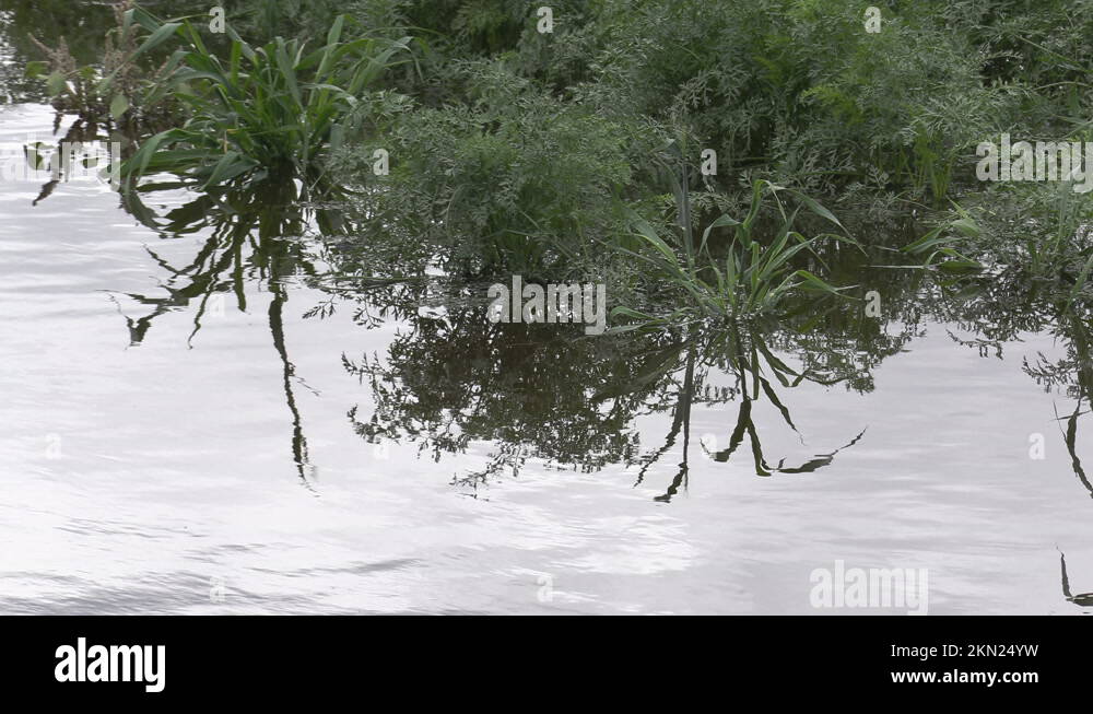 Major flooding of farm fields full of crops at harvest after heavy rain ...