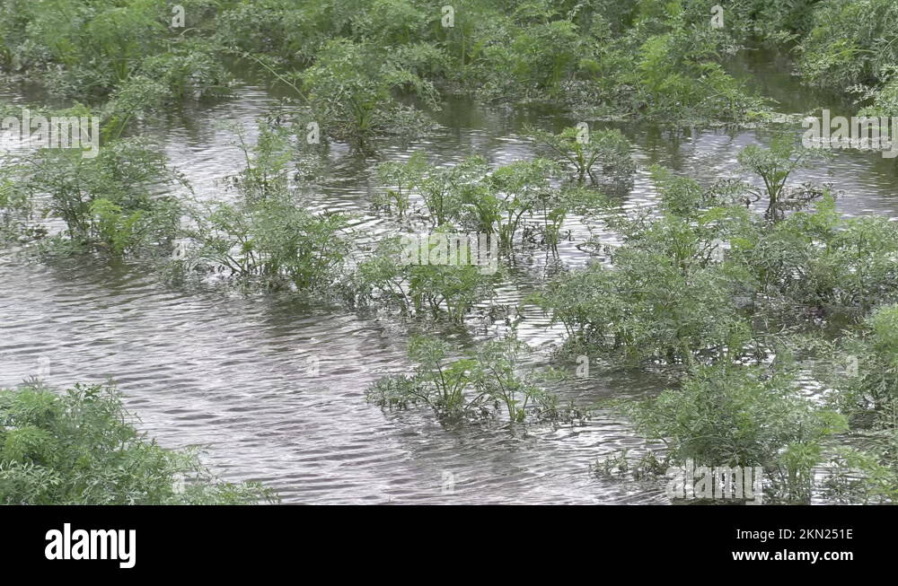 Major flooding of farm fields full of crops at harvest after heavy rain ...