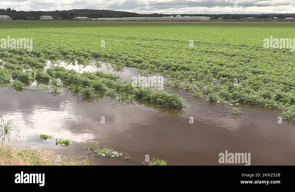 Major flooding of farm fields full of crops at harvest after heavy rain ...