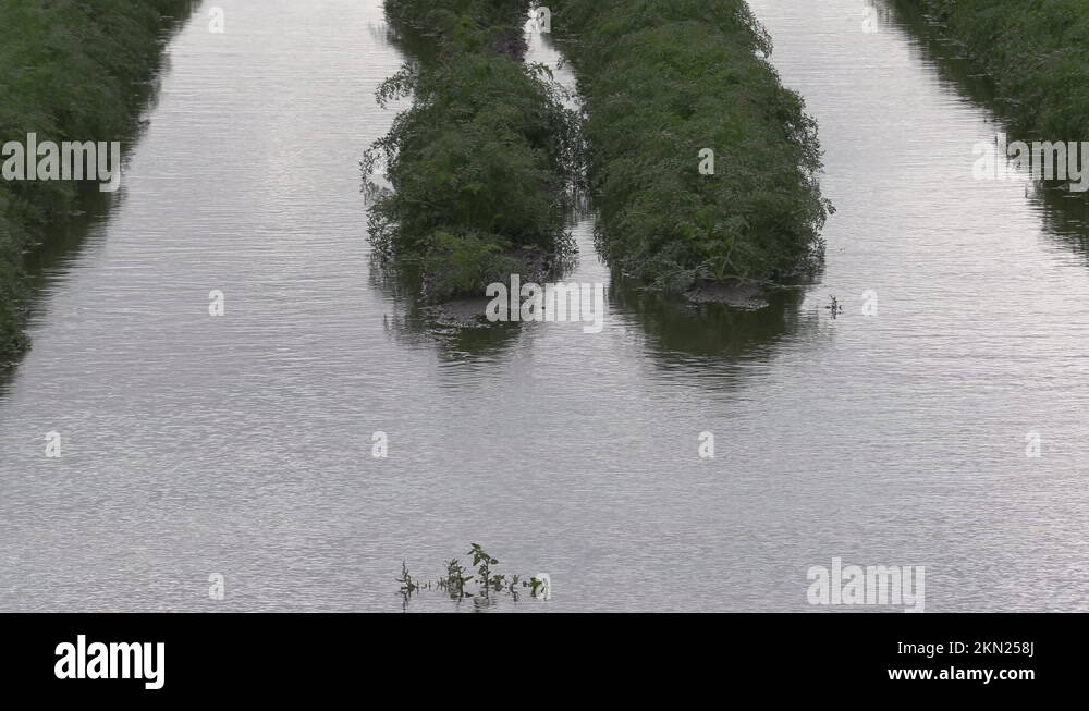 Major flooding of farm fields full of crops at harvest after heavy rain ...