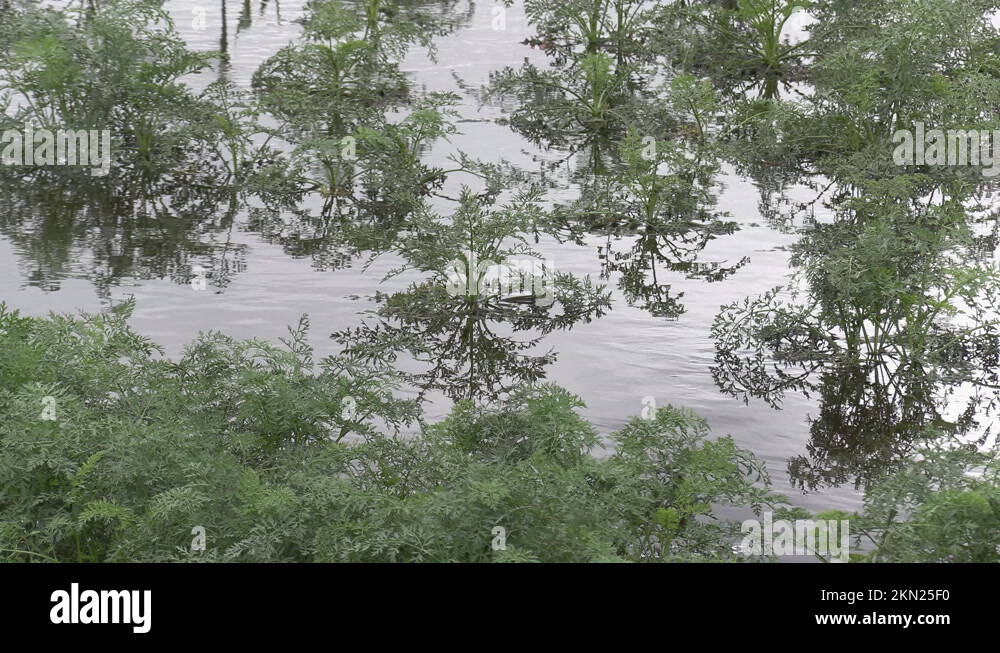 Major flooding of farm fields full of crops at harvest after heavy rain ...