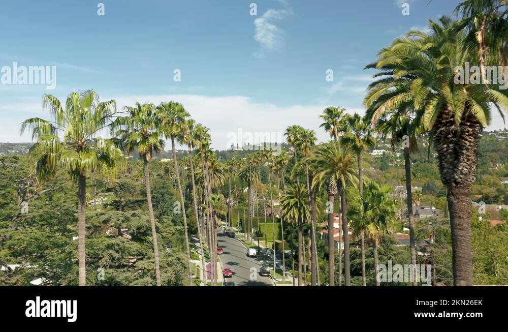 Drone flying over iconic Los Angeles palm tree lined street in Beverly ...