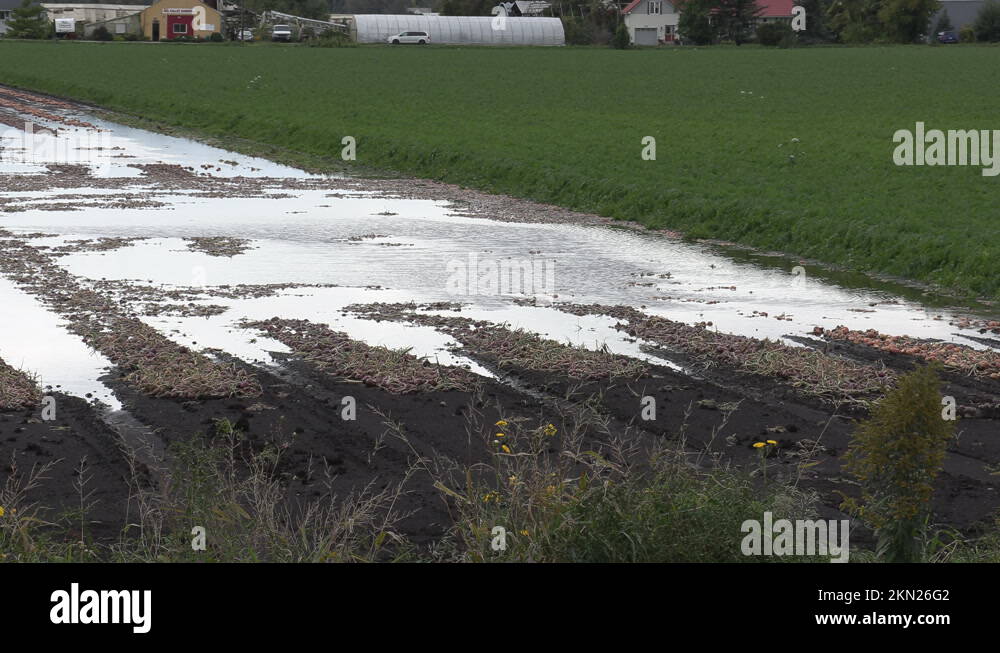 Massive flooding of farm fields full of crops at harvest after heavy ...