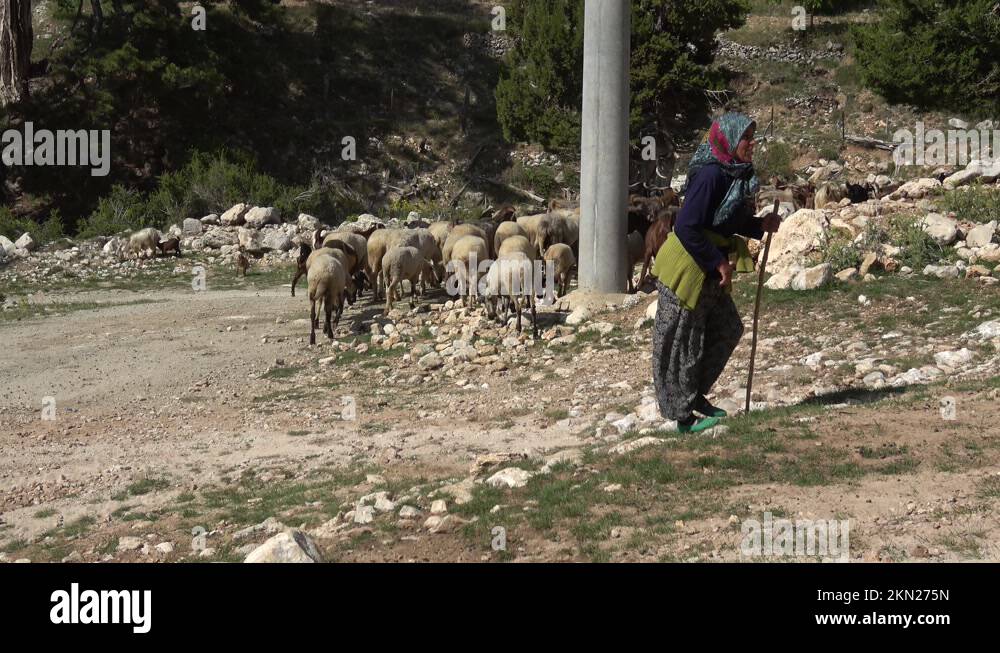 Woman shepherd Stock Videos & Footage - HD and 4K Video Clips - Alamy