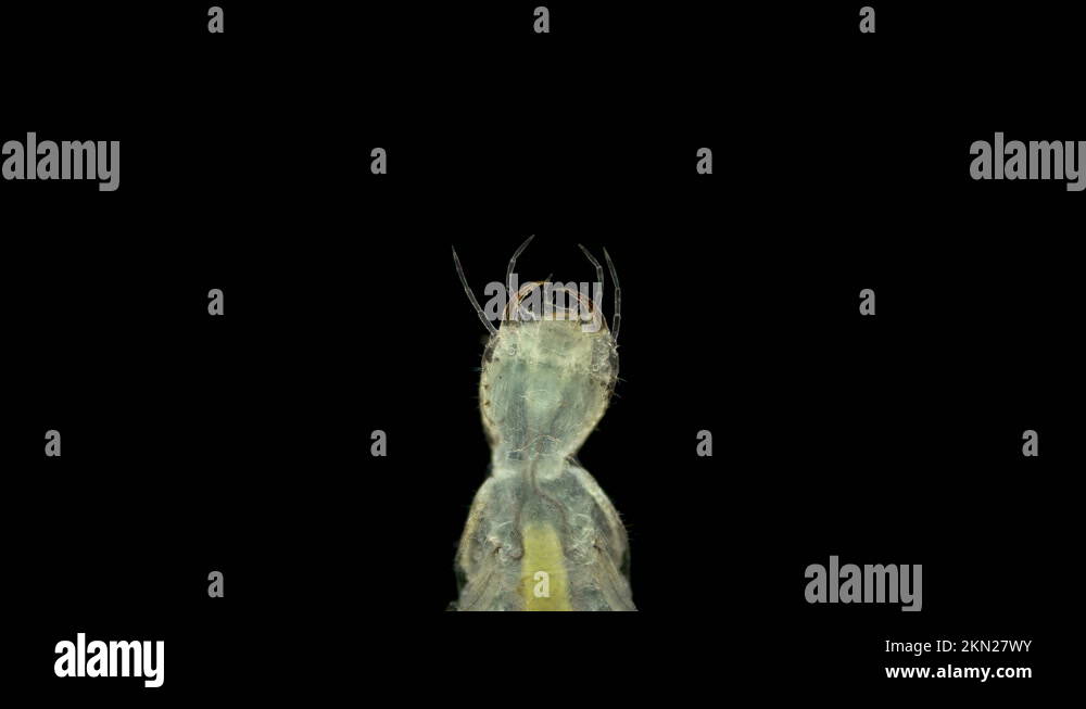 Beetle predator Stock Videos & Footage - HD and 4K Video Clips - Alamy