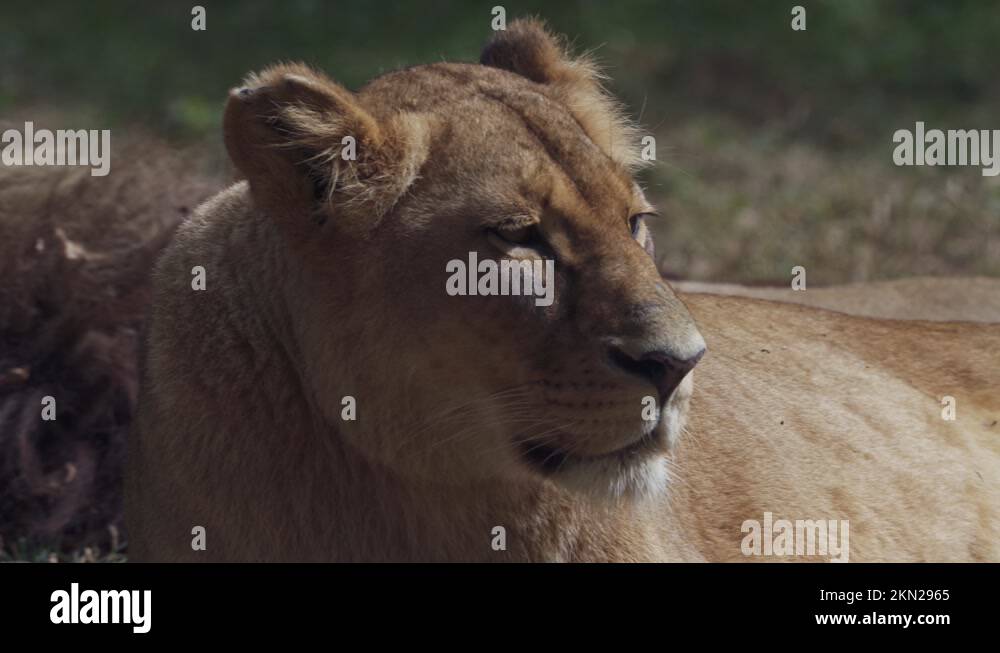 Lion panthera leo safari Stock Videos & Footage - HD and 4K Video Clips ...