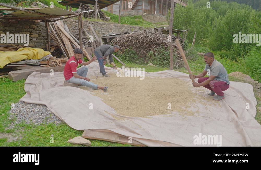 Process of threshing Stock Videos & Footage - HD and 4K Video Clips - Alamy