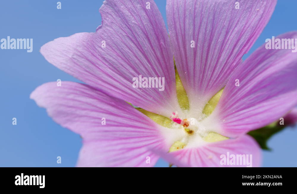 Alcea rosea flower Stock Videos & Footage - HD and 4K Video Clips - Alamy