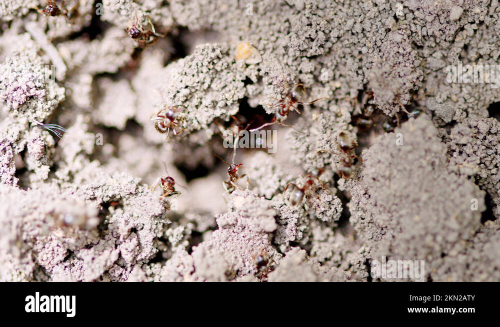 Unity in strength Stock Videos & Footage - HD and 4K Video Clips - Alamy