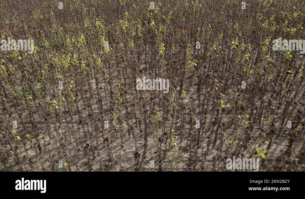 Dried out field Stock Videos & Footage - HD and 4K Video Clips - Alamy