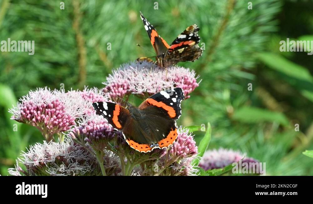 Pollinating butterflies Stock Videos & Footage - HD and 4K Video Clips ...