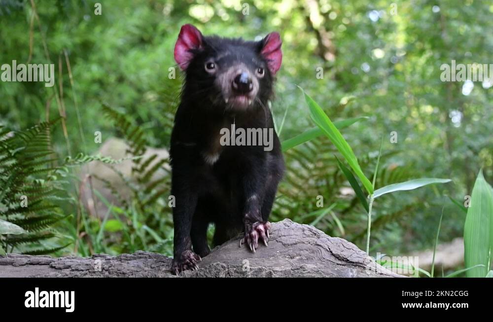 Australian native mammals Stock Videos & Footage - HD and 4K Video ...