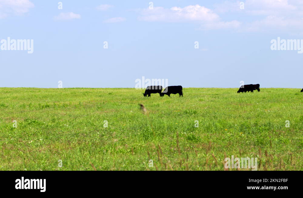 Free range meat Stock Videos & Footage - HD and 4K Video Clips - Alamy