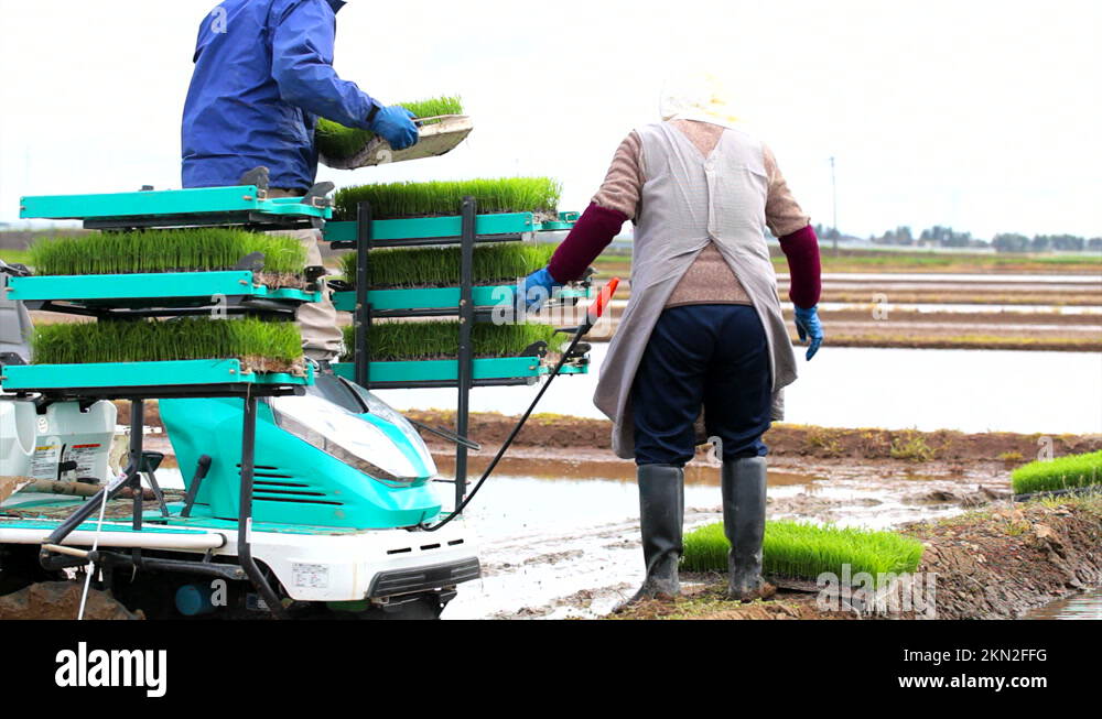 Rice farmers and farming Stock Videos & Footage - HD and 4K Video Clips ...