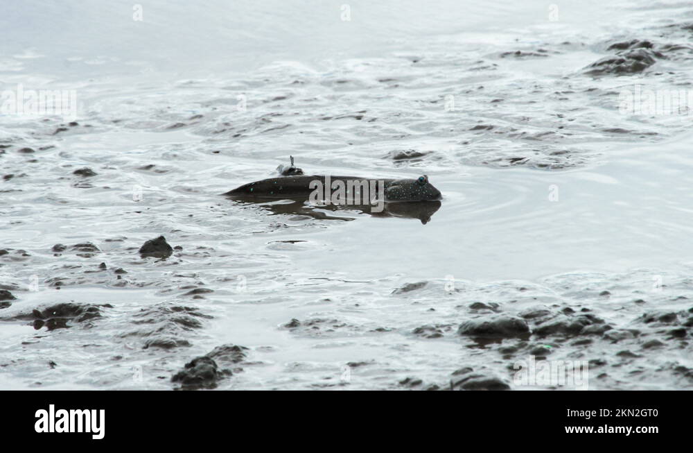 Crab and Mutsugoro that inhabit the tidal flats in Ariake Sea Stock ...