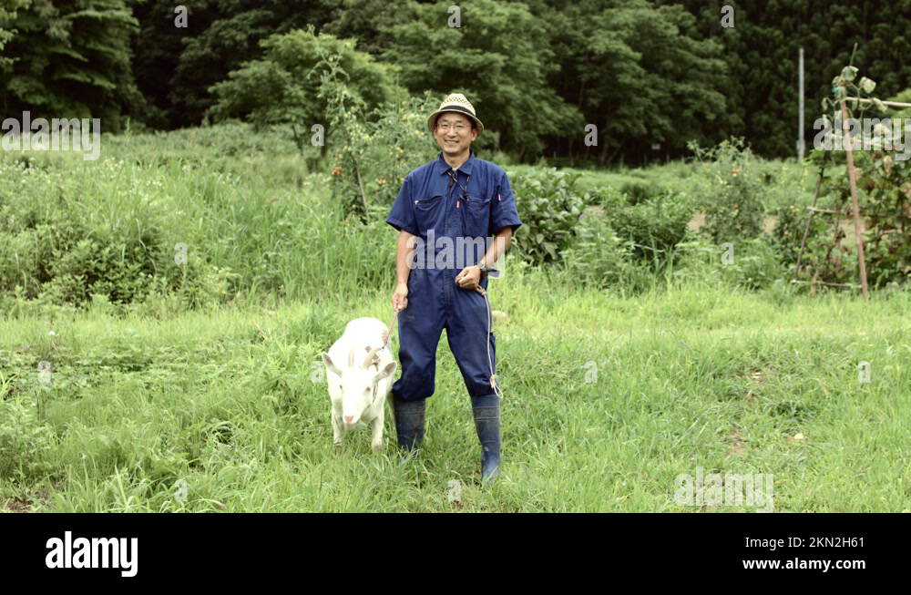 Japanese goat Stock Videos & Footage - HD and 4K Video Clips - Alamy