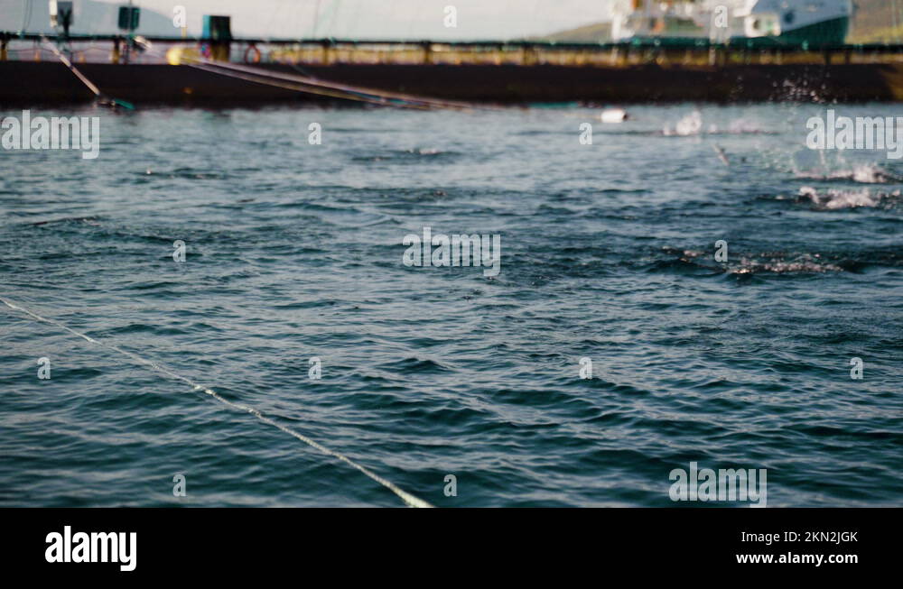 Marine overpopulation Stock Videos & Footage - HD and 4K Video Clips ...