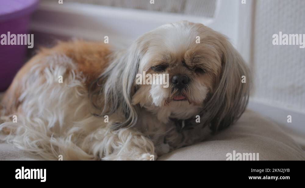Shih tzu with tongue sticking out Stock Videos & Footage - HD and 4K ...