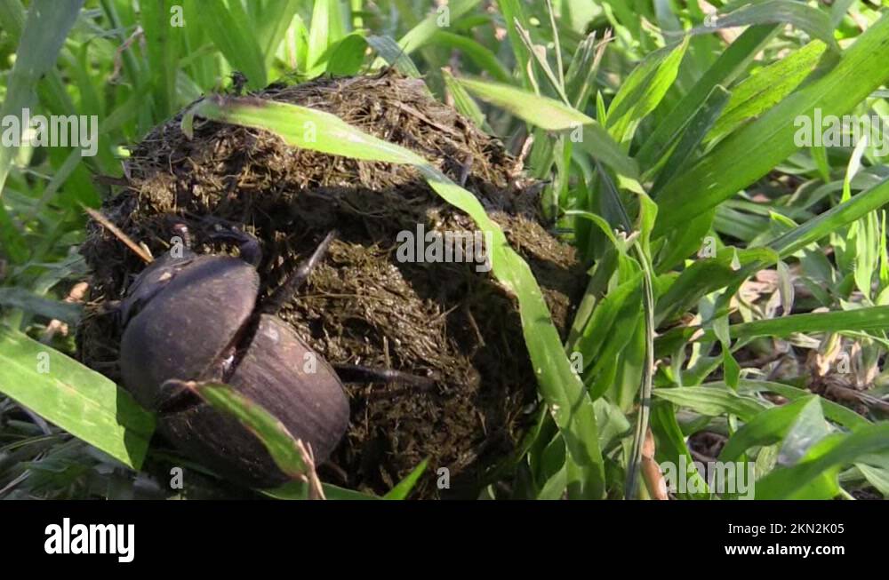African dung beetle Stock Videos & Footage - HD and 4K Video Clips - Alamy