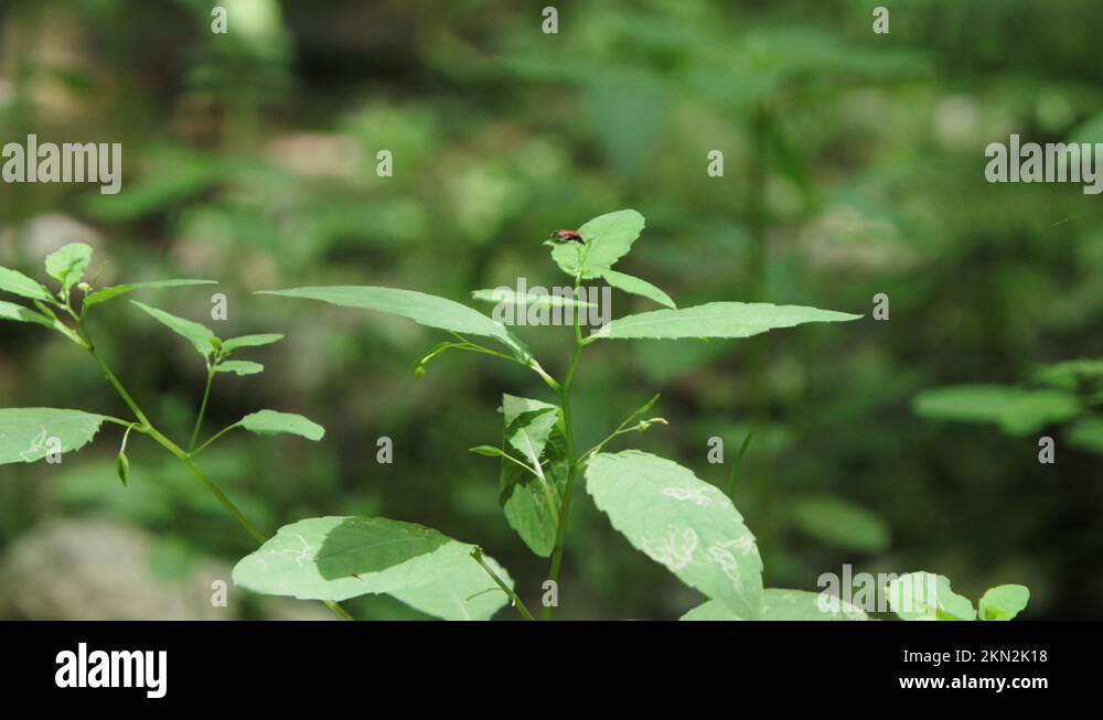 Sap sucking bug Stock Videos & Footage - HD and 4K Video Clips - Alamy