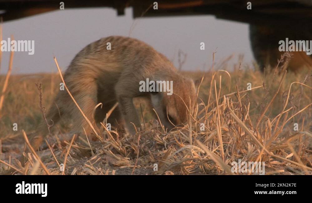 Meerkat feeding Stock Videos & Footage - HD and 4K Video Clips - Alamy