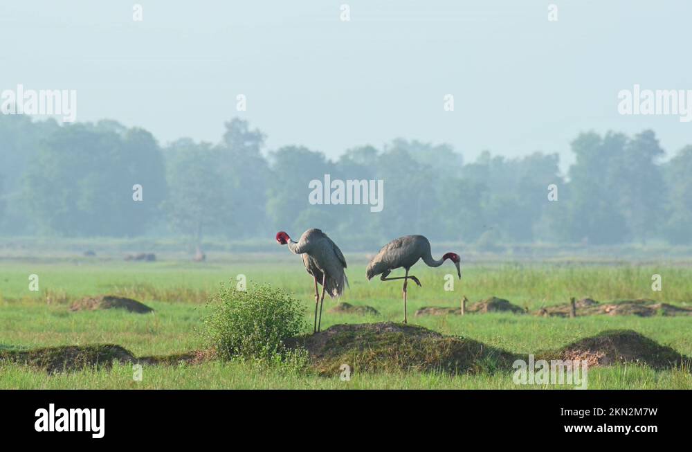 Facing cranes Stock Videos & Footage - HD and 4K Video Clips - Alamy