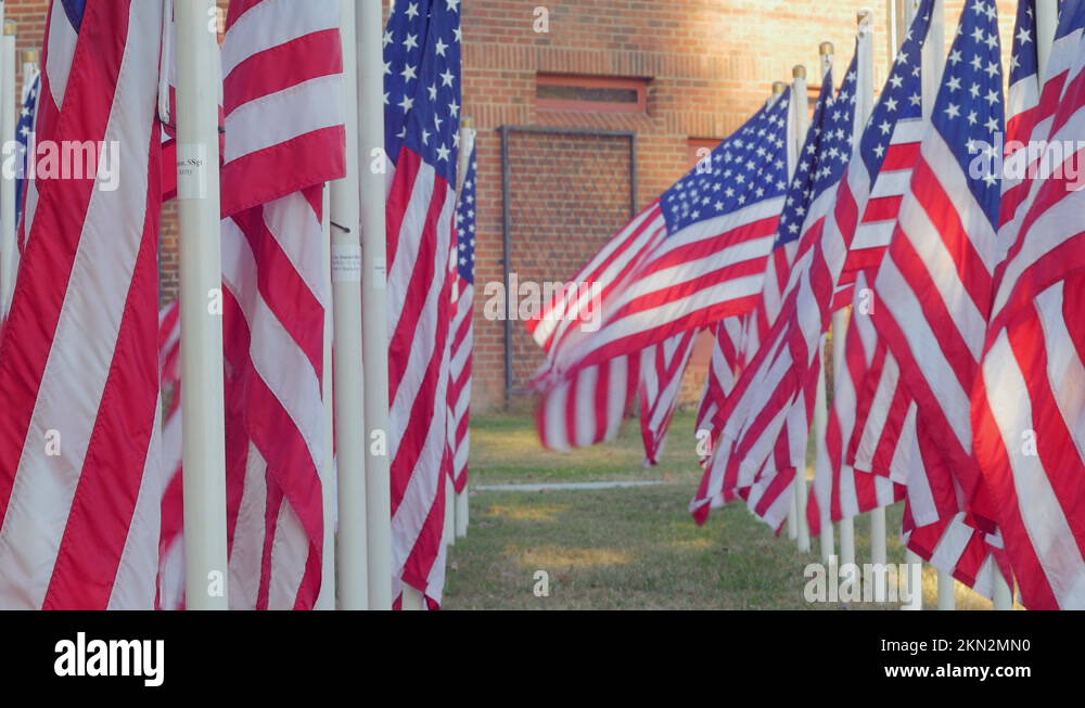 Rows of American flags wave in the afternoon golden hour sunlight in ...