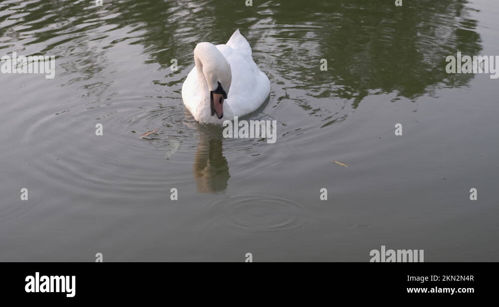 Swan swimming pool Stock Videos & Footage - HD and 4K Video Clips - Alamy