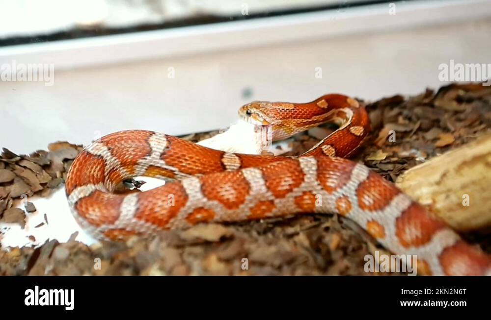 Snakes of france Stock Videos & Footage - HD and 4K Video Clips - Alamy