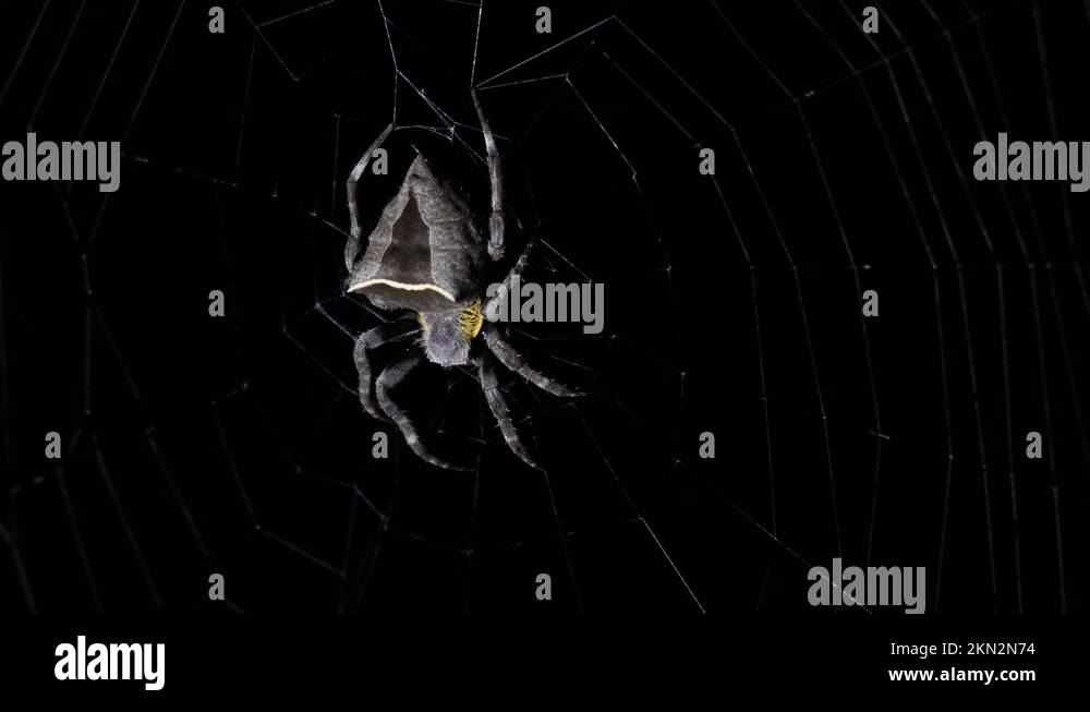 Seen in the middle of its web, legs spread apart ready to pounce on its ...