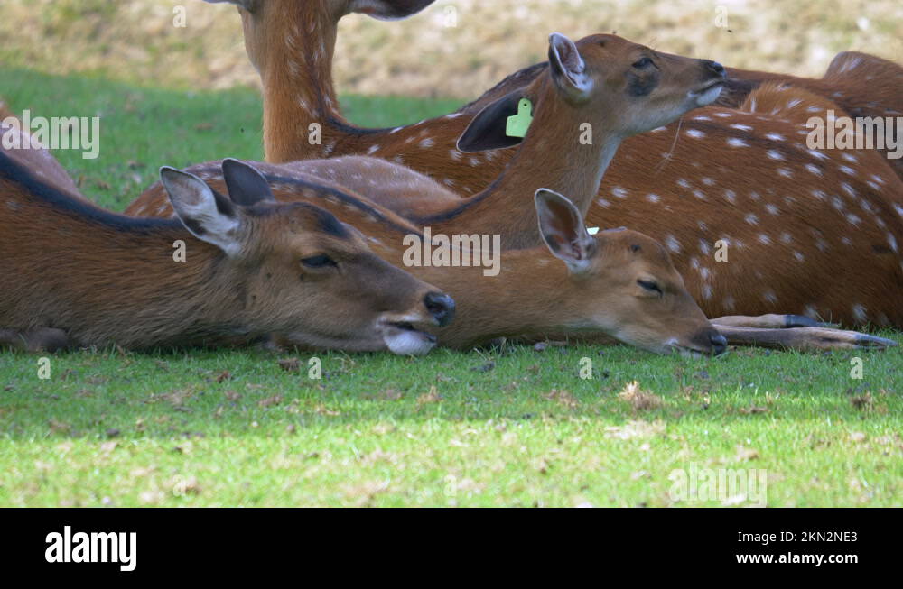 Tired deer Stock Videos & Footage - HD and 4K Video Clips - Alamy