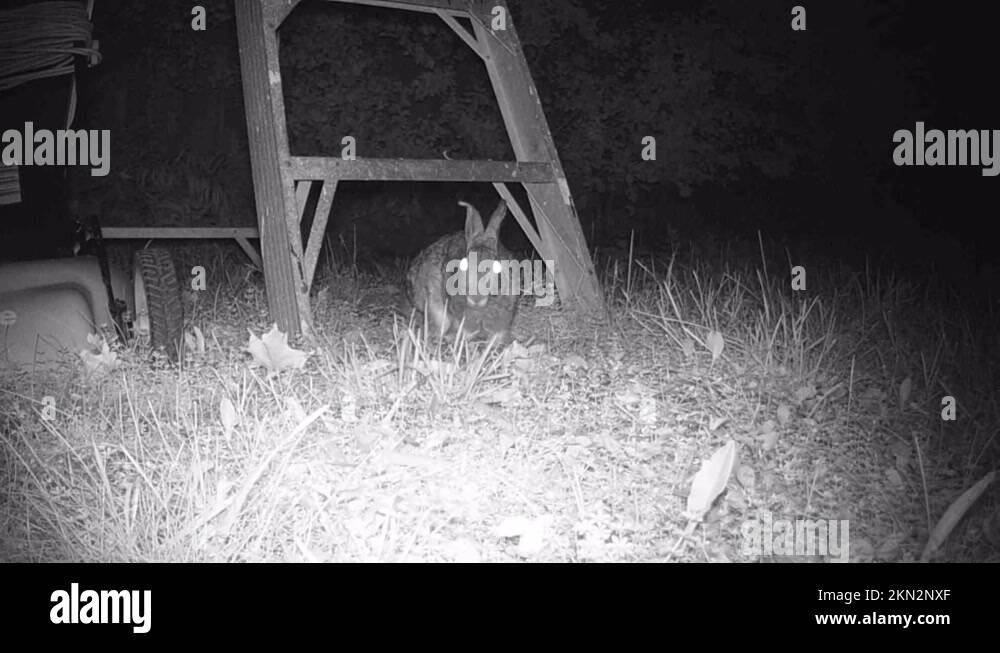 Wild bunny Stock Videos & Footage - HD and 4K Video Clips - Alamy