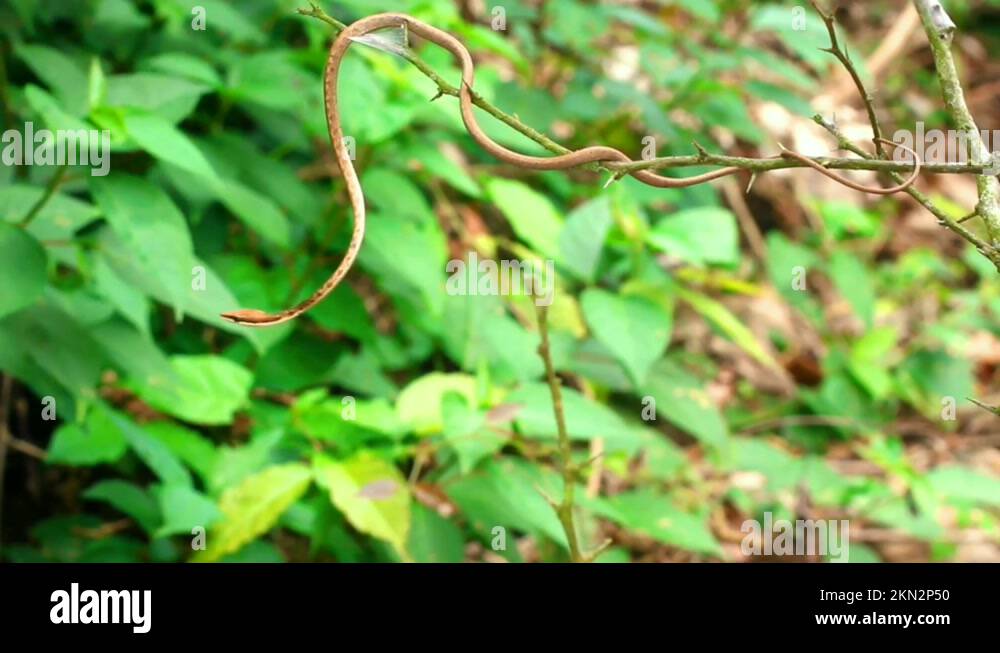 Oxybelis aeneus Stock Videos & Footage - HD and 4K Video Clips - Alamy
