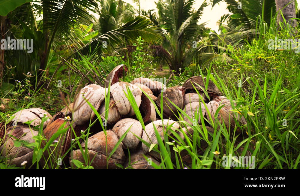 Fallen coconuts Stock Videos & Footage - HD and 4K Video Clips - Alamy