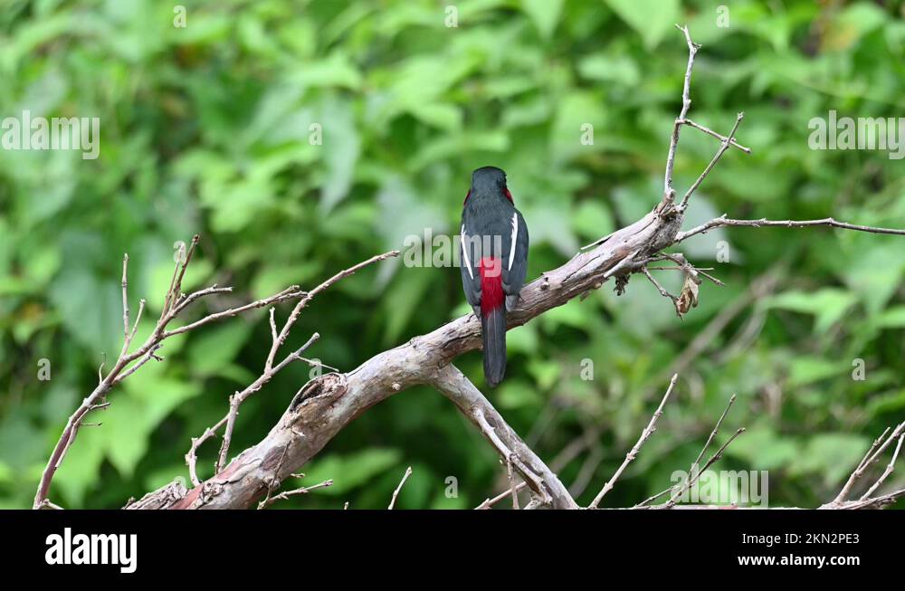 Seen from its back perched on a dried branch as a butterfly flies from ...