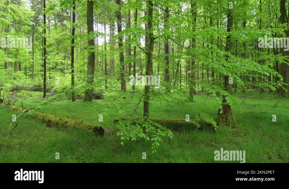 Beech tree leaves in spring Stock Videos & Footage - HD and 4K Video ...