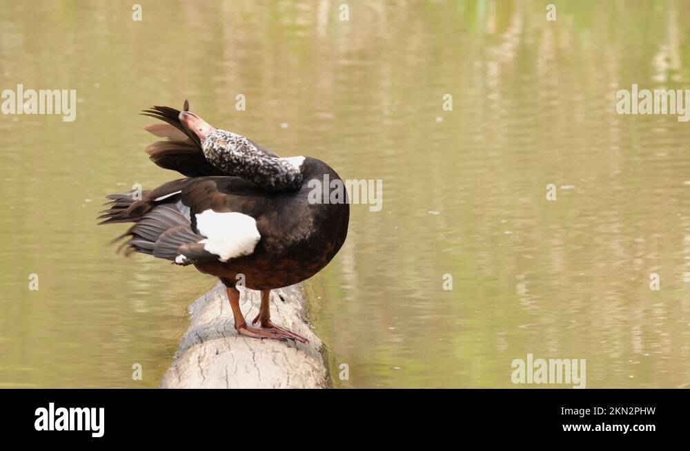 Webbed wing Stock Videos & Footage - HD and 4K Video Clips - Alamy