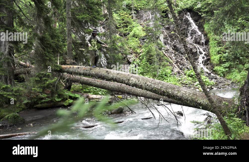 Hiker man tourist walks on a fallen tree bridge in a National park. A ...