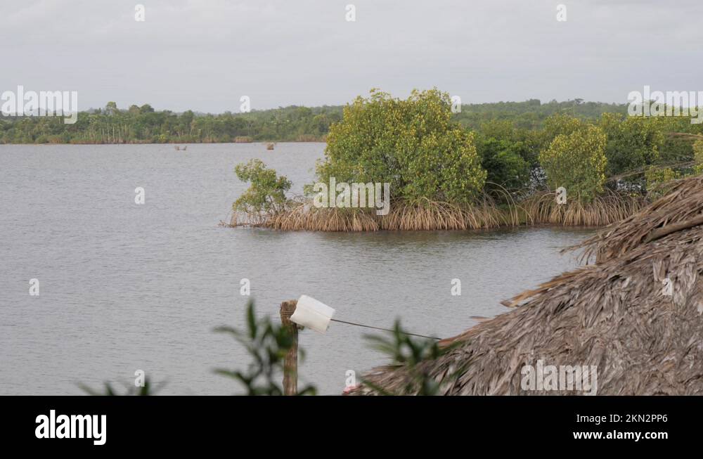 Mangroves near Buchanan, Liberia as seen from a resort in the area ...