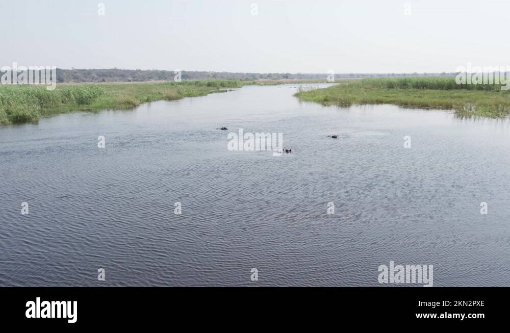 Hippos floating in Namibian Cuando River, aerial view of hippopotamus ...