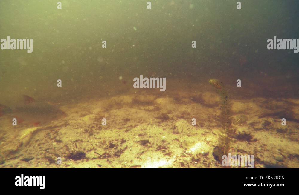 Riverbed underwater Stock Videos & Footage - HD and 4K Video Clips - Alamy