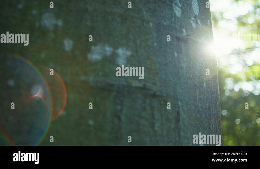 Light hitting tree Stock Videos & Footage - HD and 4K Video Clips - Alamy