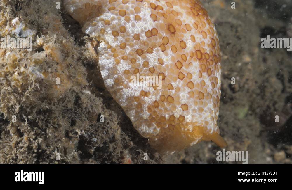 Large sea creature Stock Videos & Footage - HD and 4K Video Clips - Alamy