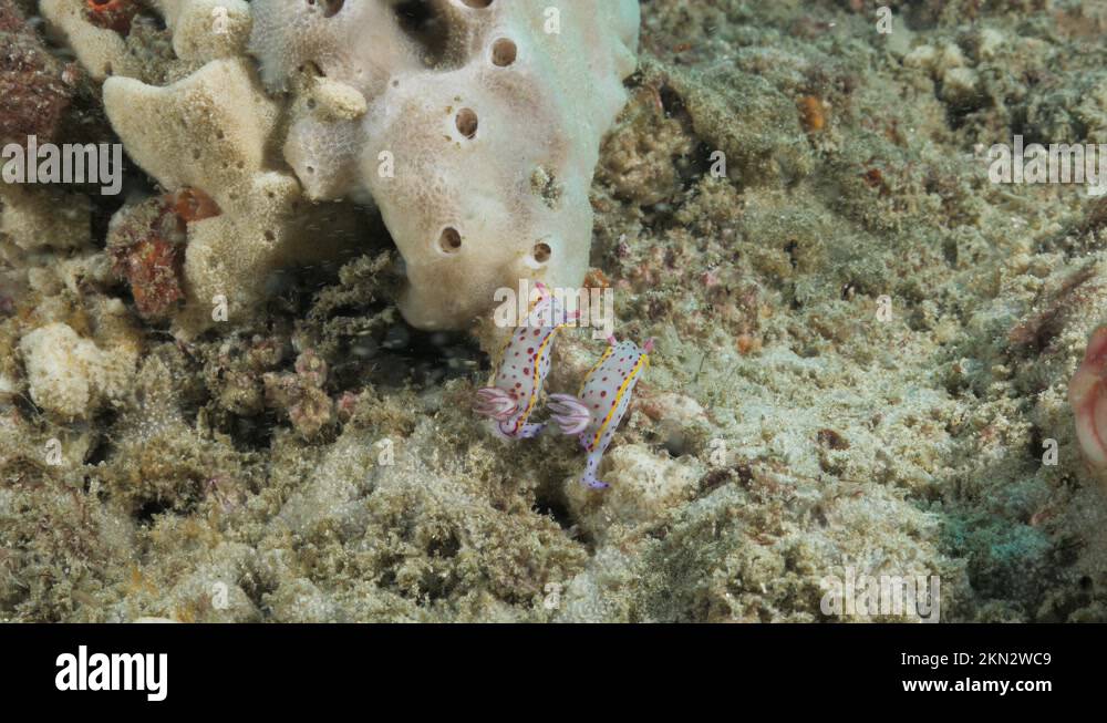 Two Nudibranch sea creatures slowly move along a coral reef structure ...