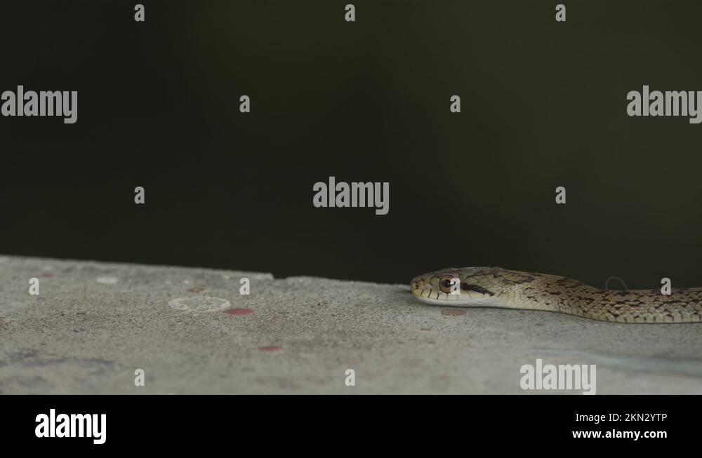 Japanese rat snake sliding along a concrete surface Stock Video Footage ...
