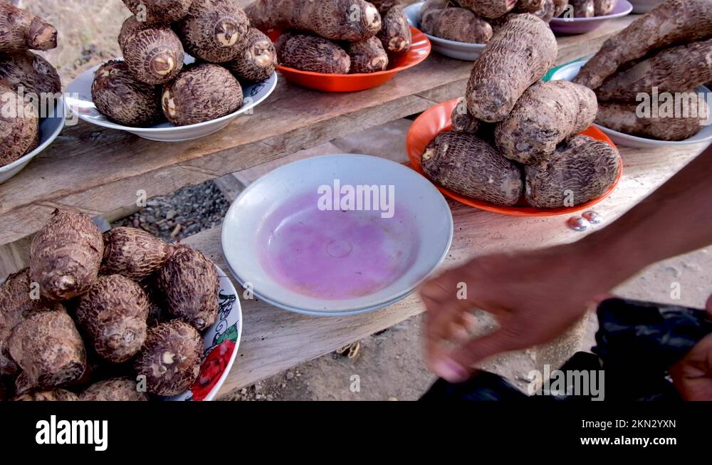Root plates Stock Videos & Footage - HD and 4K Video Clips - Alamy