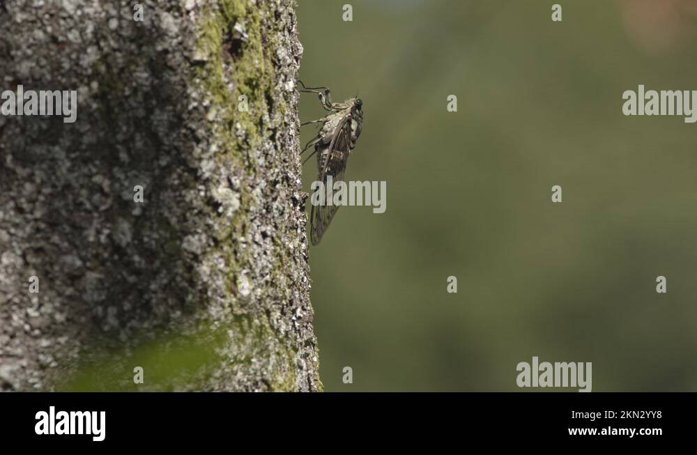 Vocalising Stock Videos & Footage - HD and 4K Video Clips - Alamy