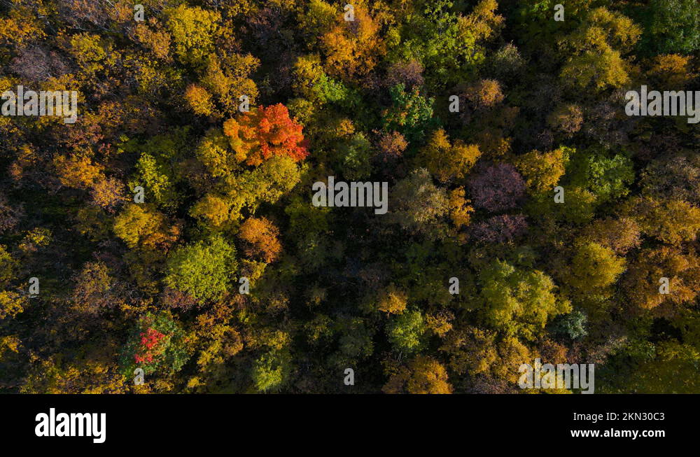 Distinctive colors Stock Videos & Footage - HD and 4K Video Clips - Alamy