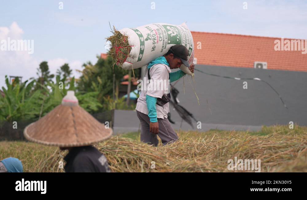 Balinese man carrying bag of rice Balinese Rice Field Harvesting Rice ...
